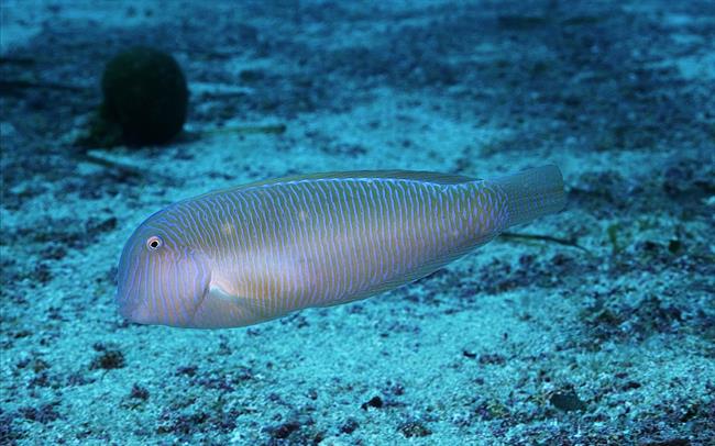 Expertos revelan que el raor tiene rasgos de personalidad propia que le ...